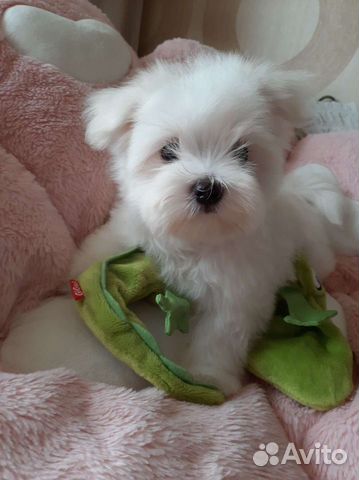 Мальтийская Болонка. Мальтезе. Щенки. РКФ