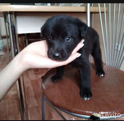 Собака в добрые руки отдам бесплатно