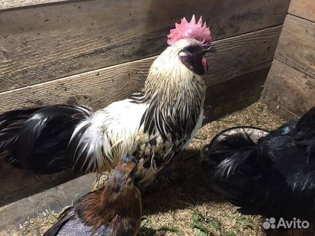 3 несушки Лакеданзи +Петух
