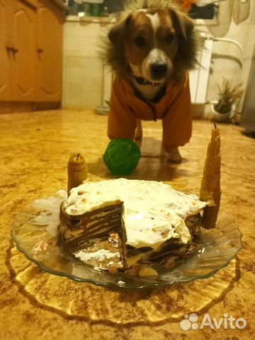 Ищем невесту