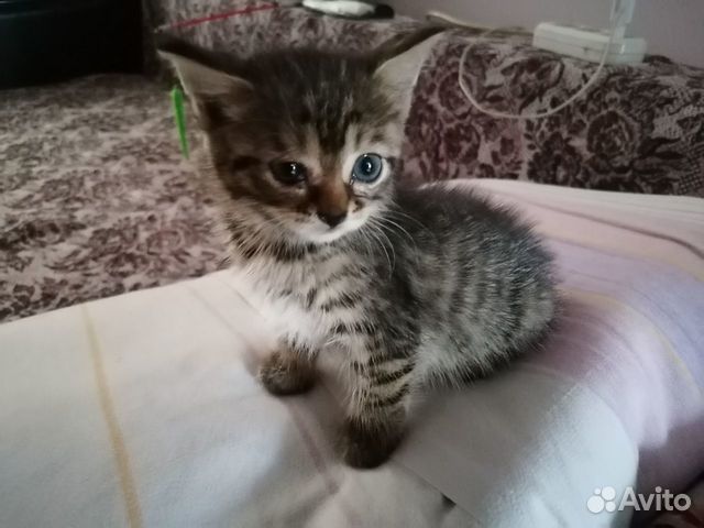Отдаю в добрые руки кошечку