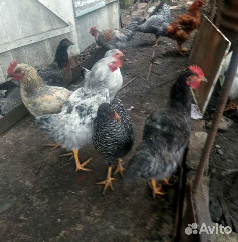 Куры бройлер мясо яйценноских