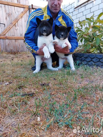 Американская акитка