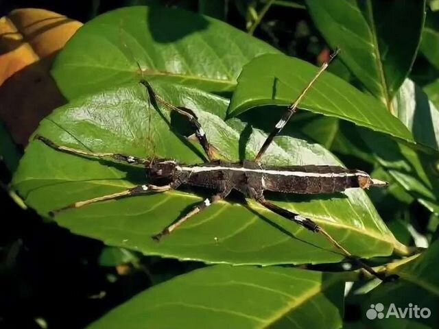 Жук Палочник Филлипинский