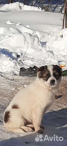 Щенки красатульки