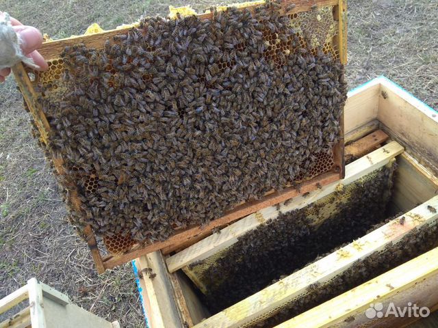 Пчелопакеты на 2023 год