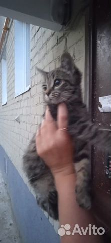 Котенок в добрые руки