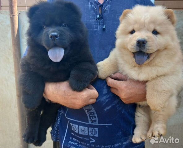 Щенки чау-чау