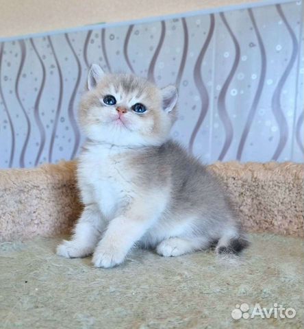 Плюшевый котик голубое золото