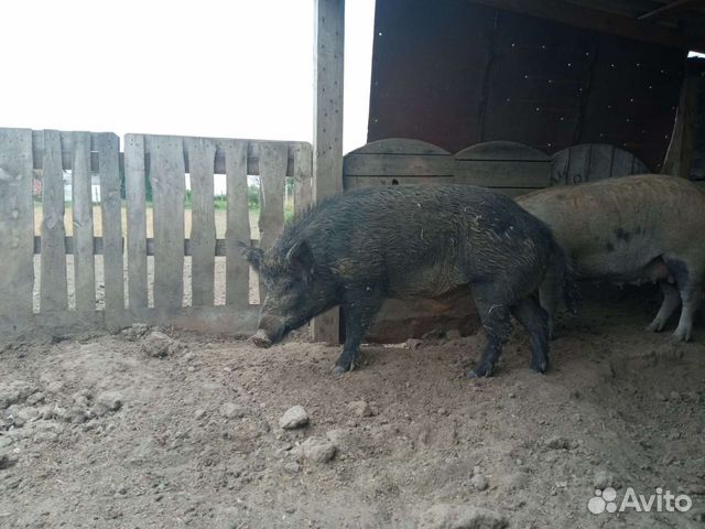 Дикий кабан