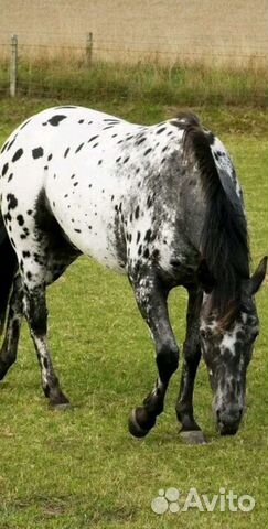 Забайкальские чубарые кучерявые. Лошади