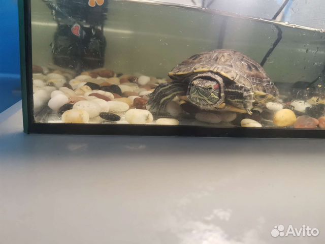 Красноухая черепаха бесплатно