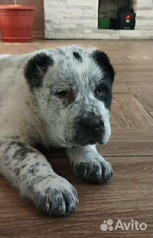 Щенок азиата