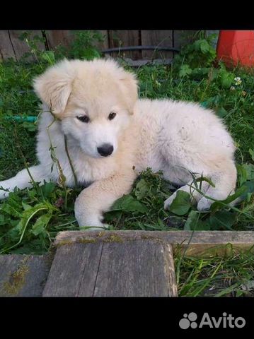 Самоедская лайка