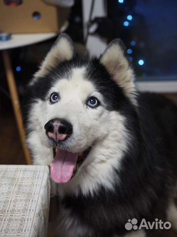 Сибирский хаски