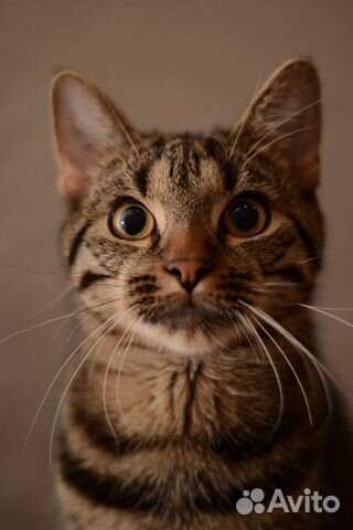 Котик Шухер 7 мес