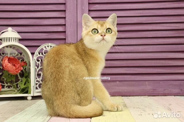 Британская золотая шиншилла ny11 кошка