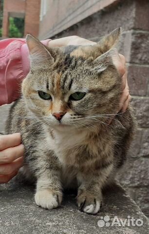 Отдам в добрые руки