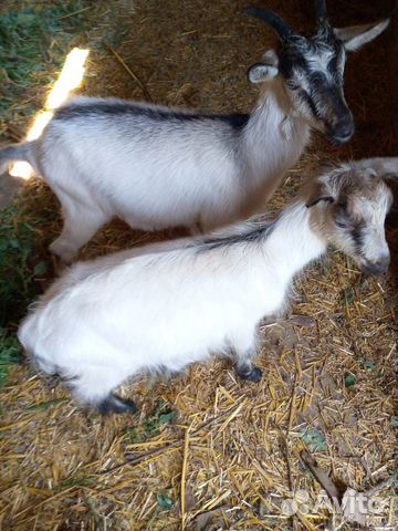 Продаются козочки