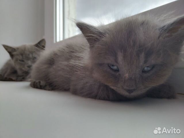 Няшки милашки