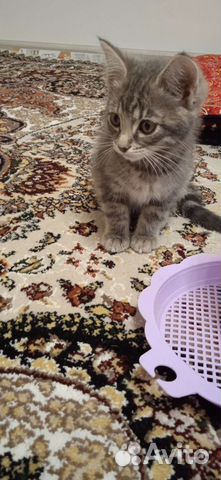 Котенок в дар с лотком(новый)