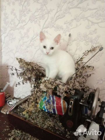 Белые котята - мальчики и девочки в добрые руки