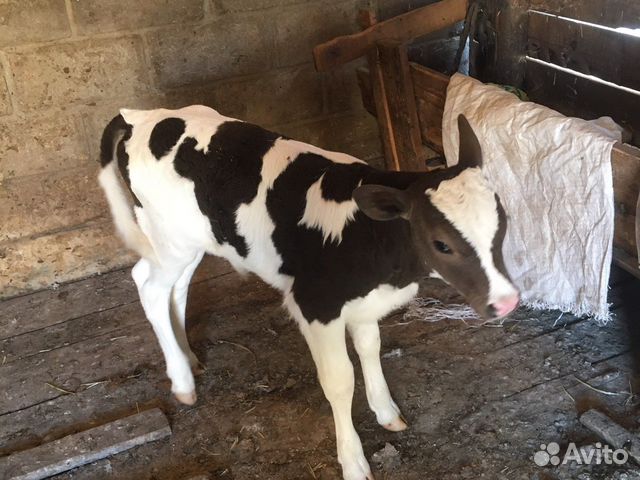 Бычок одна неделя