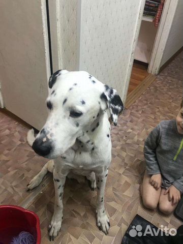 Далматин