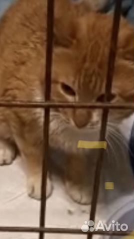 Отдать умного ласкового Рыжика