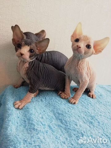 Резиновые мальчики. Канадский сфинкс