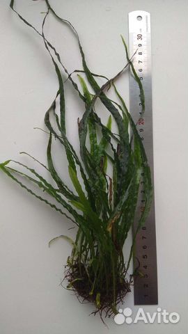 Аквариумные растения