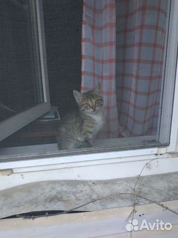 Трехцветная кошечка-красавица в дар