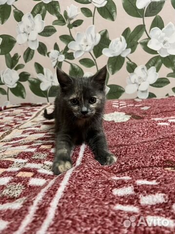 Отдаю котят в добрые руки