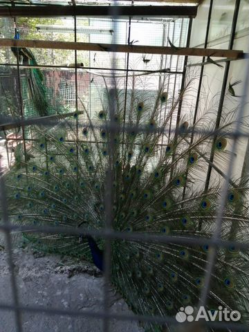 Павлины пара