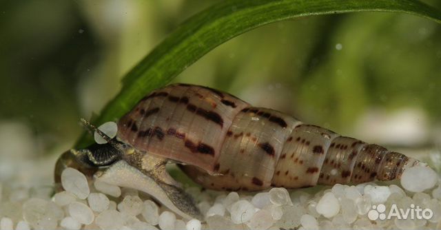 Улитка Мелания грунтовая