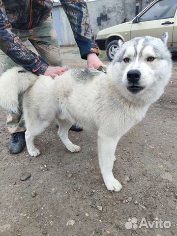 Найдена собака Хаски