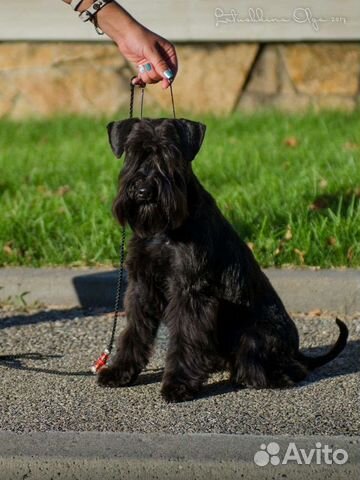 Щенки цвергшнауцера