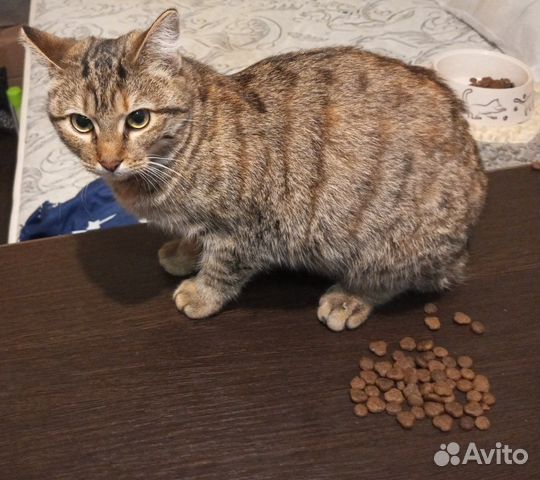 Кошка