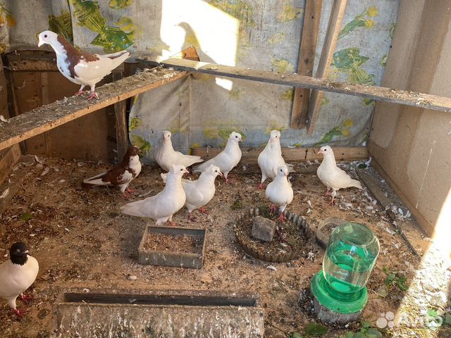 Продаются белые голуби