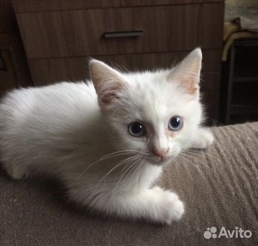 Котенок. Девочка2,5 месяца