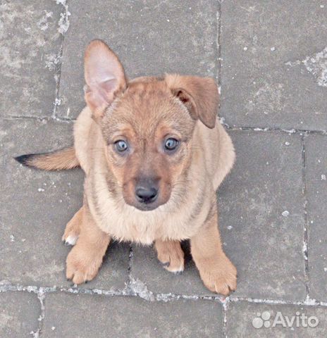 Малышка Ириска ждёт семью