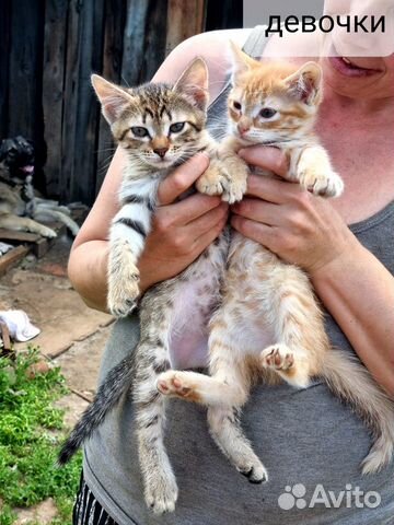 Котенок черный рыжий трёхцветный