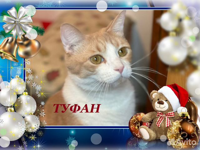 Спокойный вальяжный рыжик Туфан 3 года ищет дом