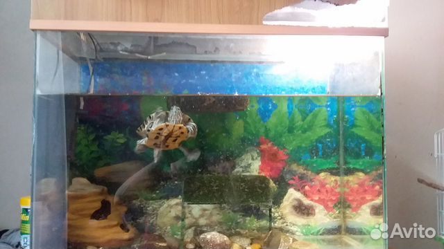 Черепаха с аквариумом