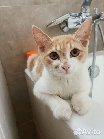 Рыжий котенок в добрые руки Пряник