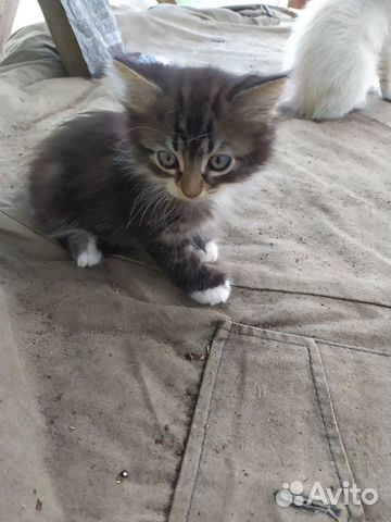 Котята 1 месяц бесплатно