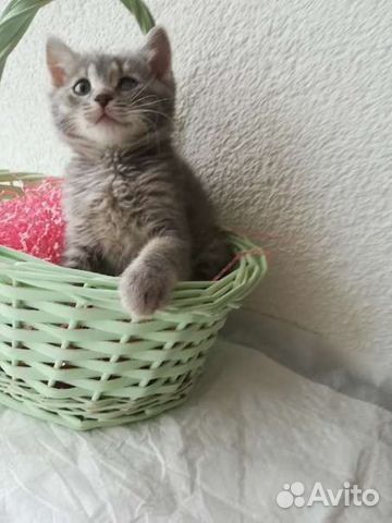 Котёнок Вита