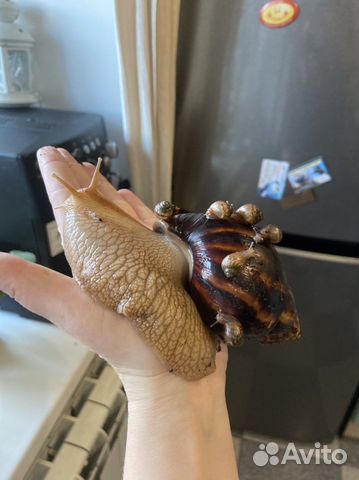 Улитки ахатины