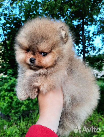 Померанский шпиц мини