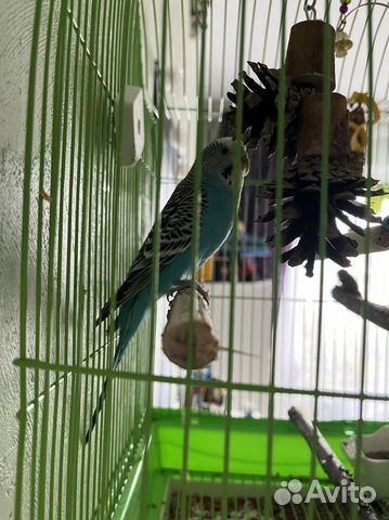 Волнистый попугай (девочка)